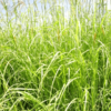 Rhodes Grass (1 KG) - Angro Seed Company